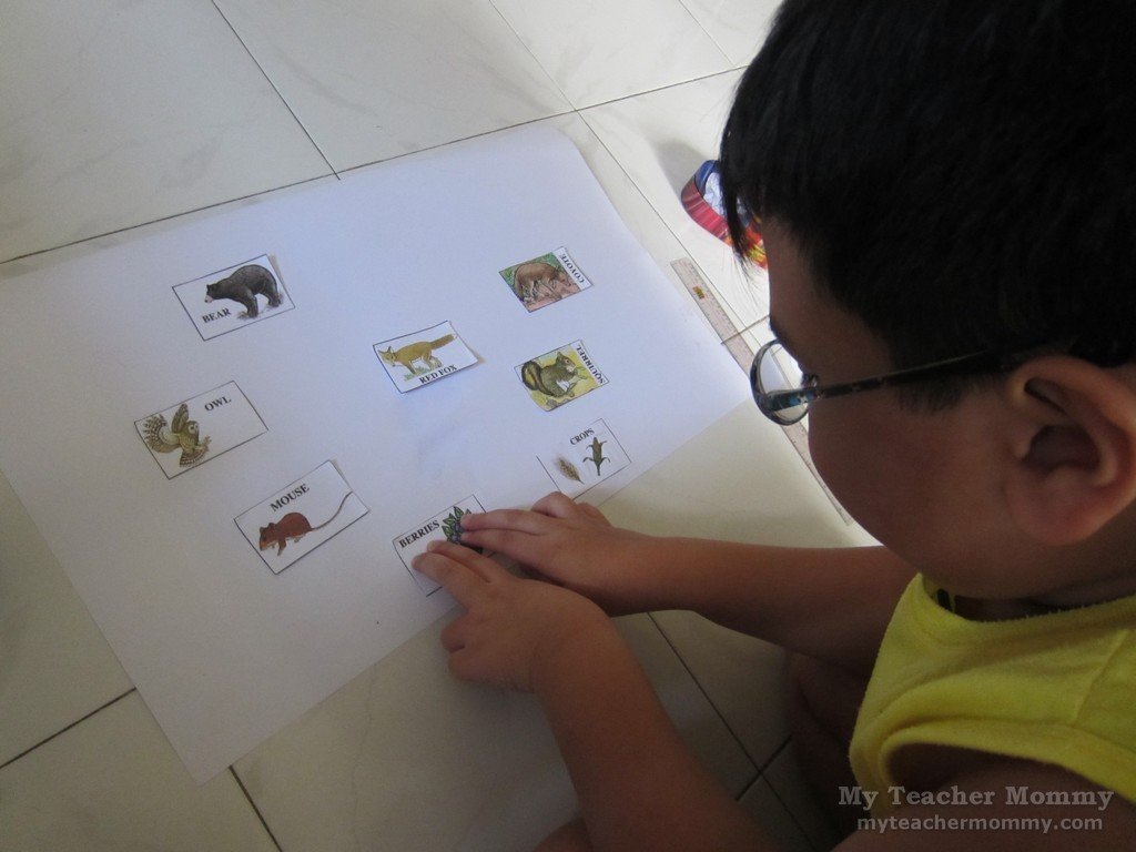 Who eats what? : A food web activity for homeschool science - My ...